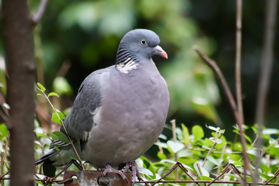 Pigeon Ramier Colombe Oiseau - Photo gratuite sur Pixabay