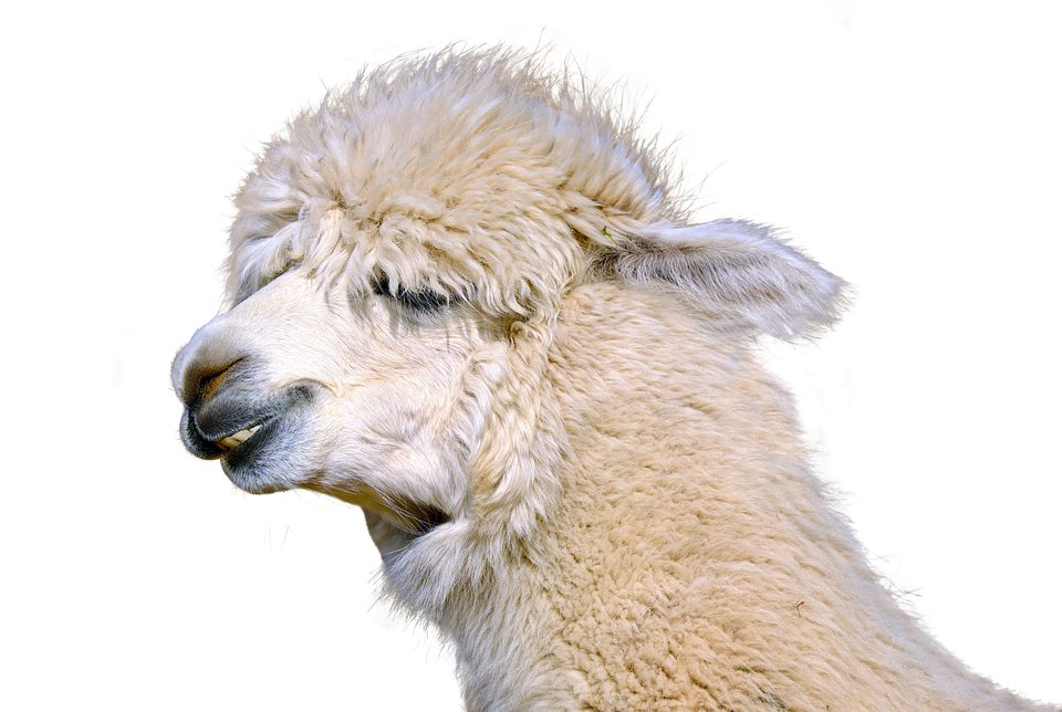 Alpaka Säugetier Niedlich - Kostenloses Bild auf Pixabay