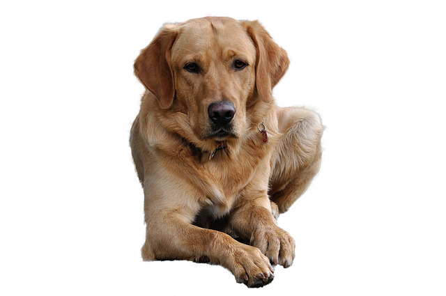 Download Dog, Domestic Animal, Four-Legged. Royalty-Free Stock ...