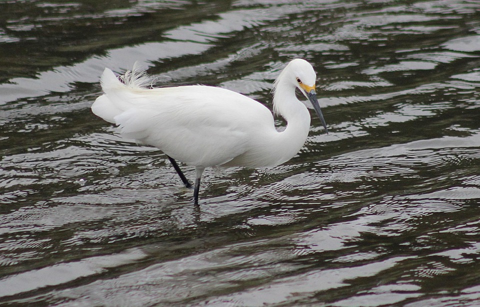 Egret Bird Lake - Free photo on Pixabay