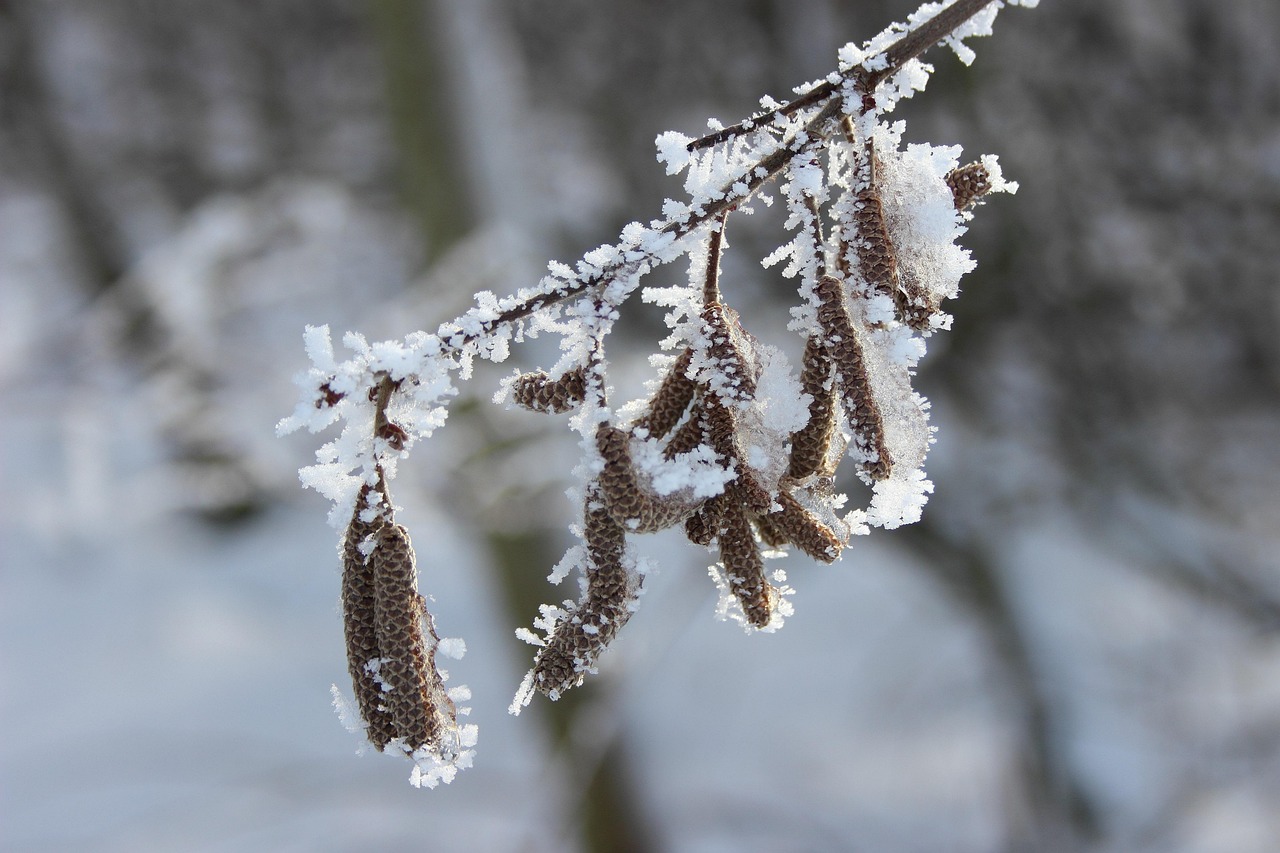 Willow Catkin Ripe Frost Ice - Free photo on Pixabay
