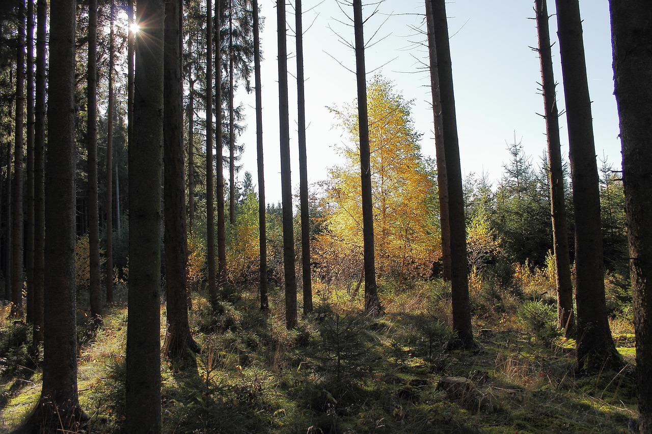 Autumn Forest Colors Trees - Free photo on Pixabay