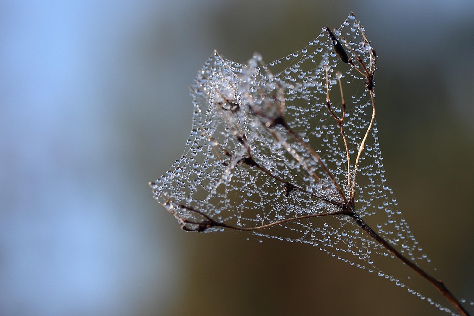 Plant Stem Dried Up Cobwebs - Free photo on Pixabay