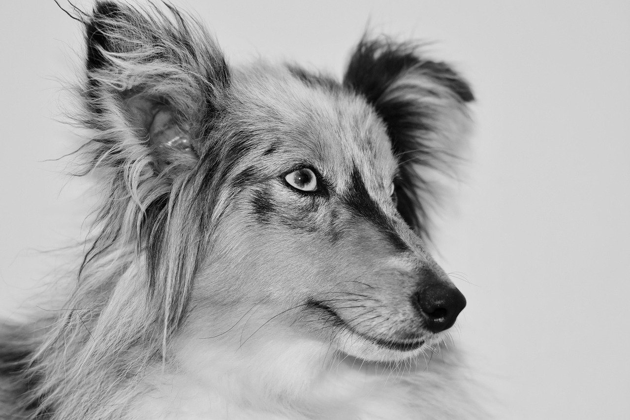 Nobility Shetland Sheepdog Black - Free photo on Pixabay - Pixabay