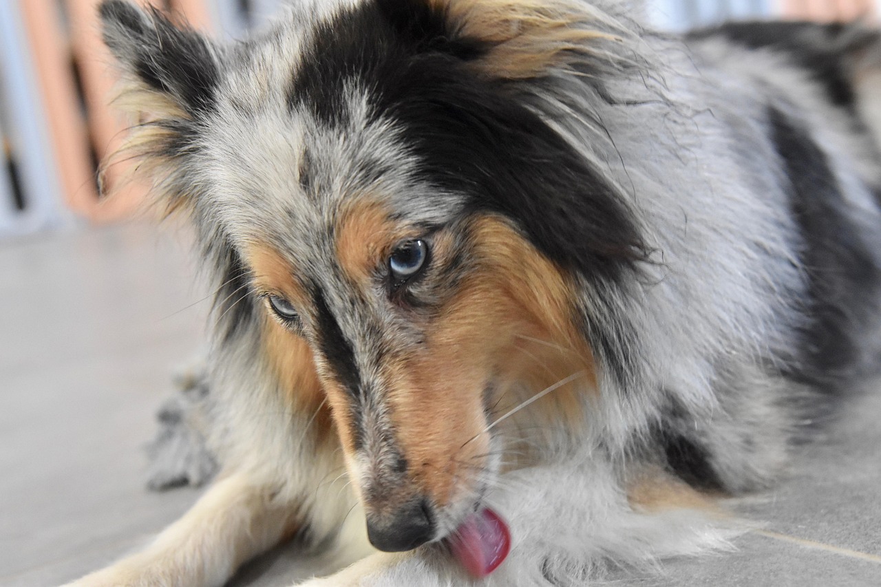 Perro Pastor De Shetland La - Foto gratis en Pixabay - Pixabay