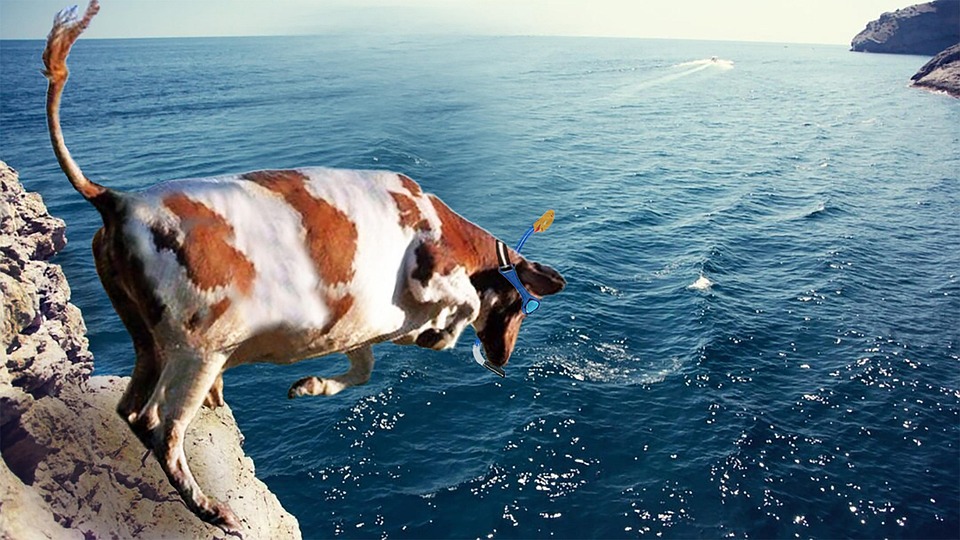 Vaca Mar Oceano - Foto gratuita no Pixabay - Pixabay