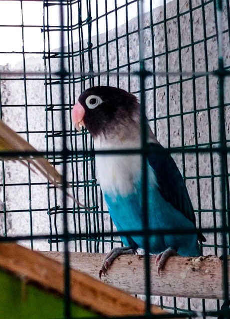 Bird Nature Bella - Free photo on Pixabay