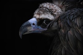 Vulture Raptor Scavenger - Free photo on Pixabay