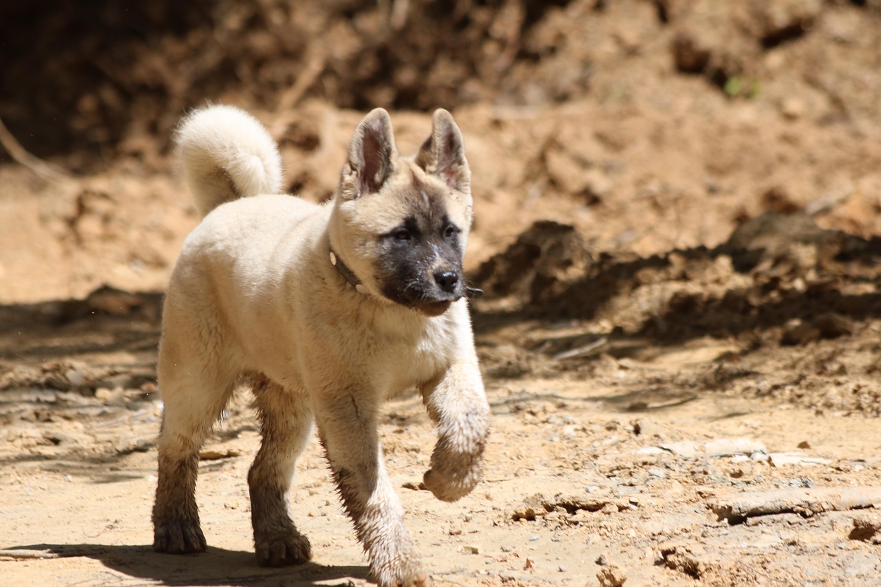 Perro Canino Mascota - Foto gratis en Pixabay