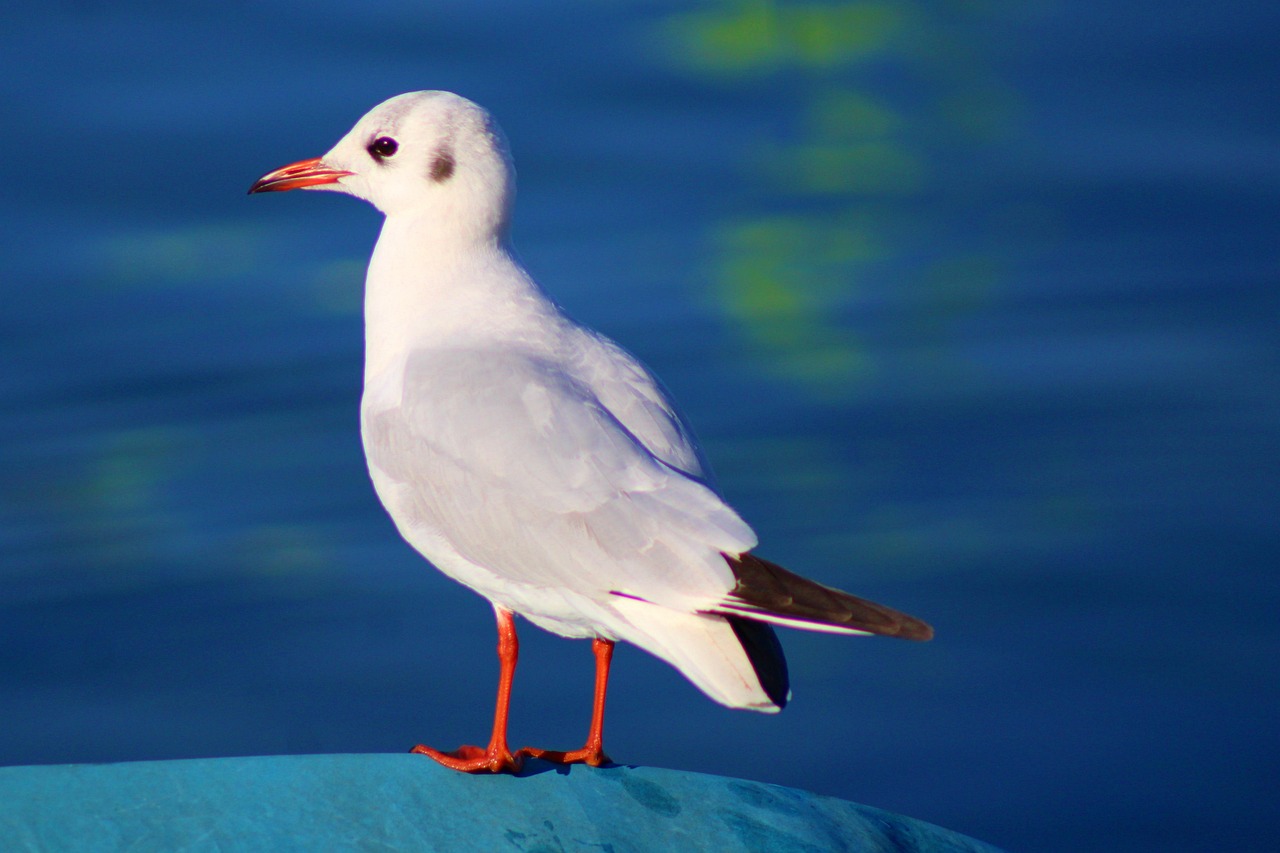 Mouette Oiseau Animal - Photo gratuite sur Pixabay - Pixabay