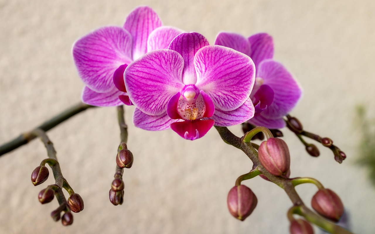 Orchideák Virágok Rózsaszín - Ingyenes fotó a Pixabay-en - Pixabay