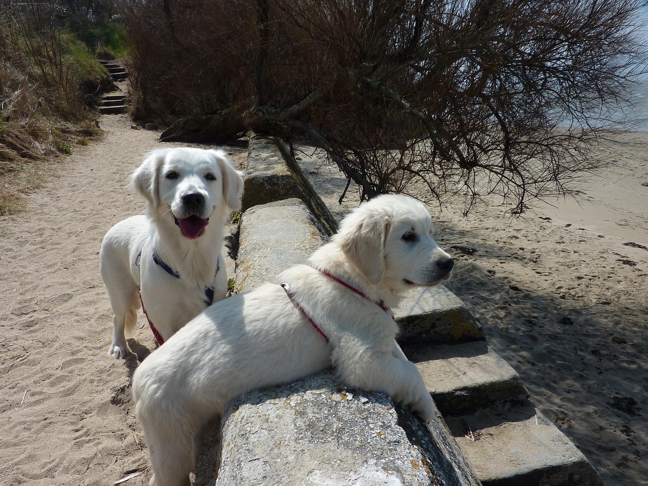 Perros Golden Retriever - Foto gratis en Pixabay - Pixabay