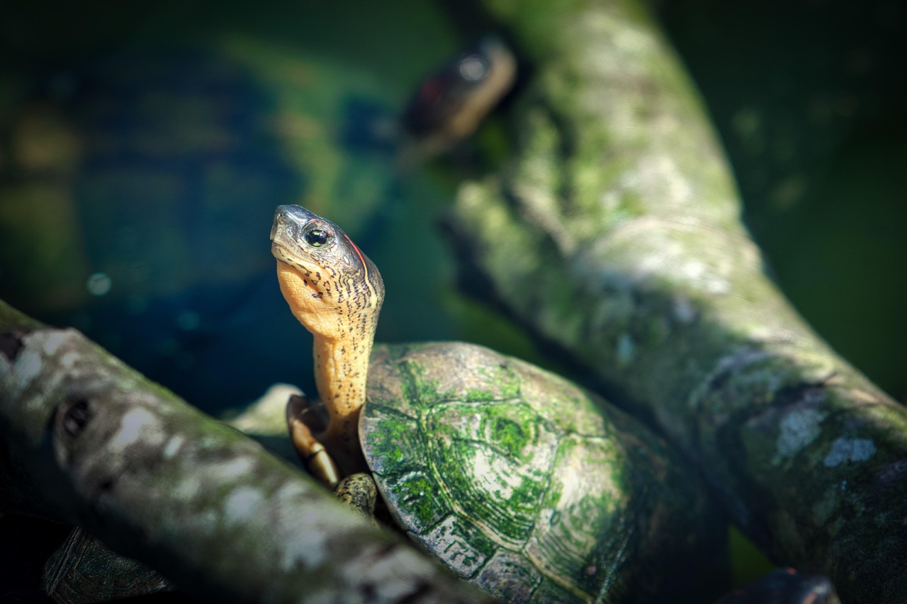 Turtle Shell Green Free Photo On Pixabay