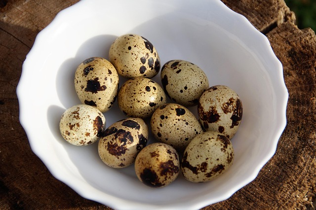 Quail Eggs - Free photo on Pixabay