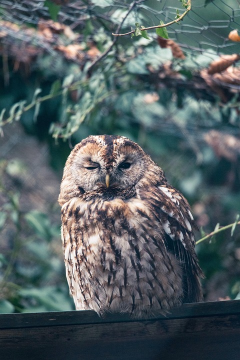 Owl Bird Wild - Free photo on Pixabay - Pixabay