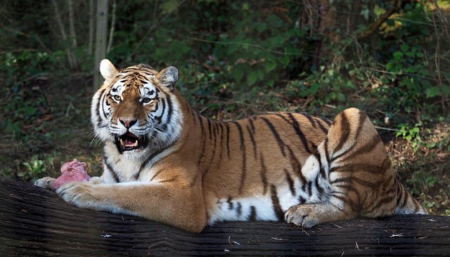 Tiger Animal Mammal - Free photo on Pixabay