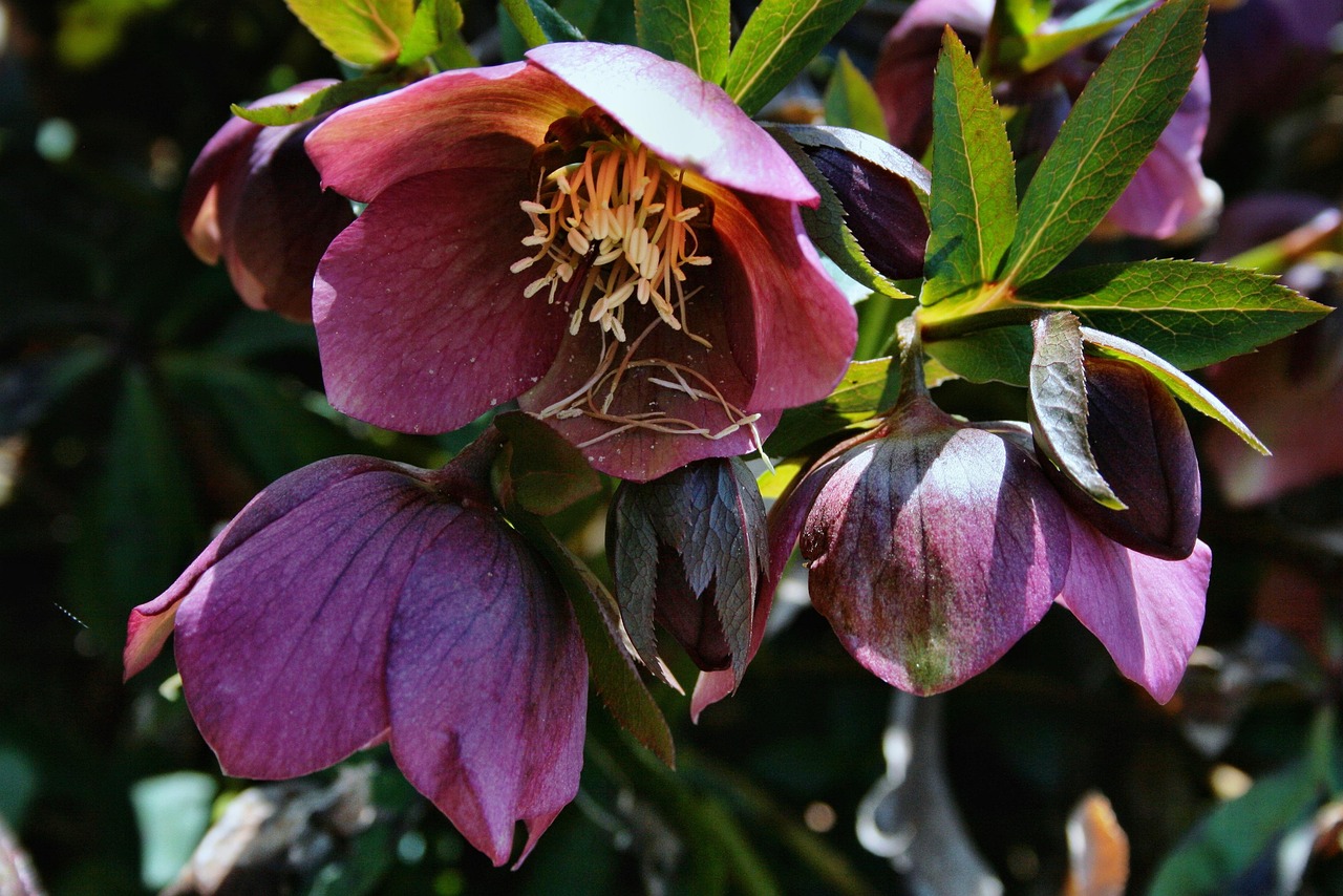 Christrose Schneerose Blüten - Kostenloses Foto auf Pixabay