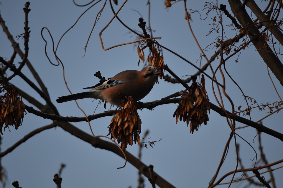 Ornithology Nature Jay - Free photo on Pixabay