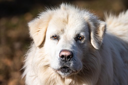 Do Maremma Dogs Make Good Pets