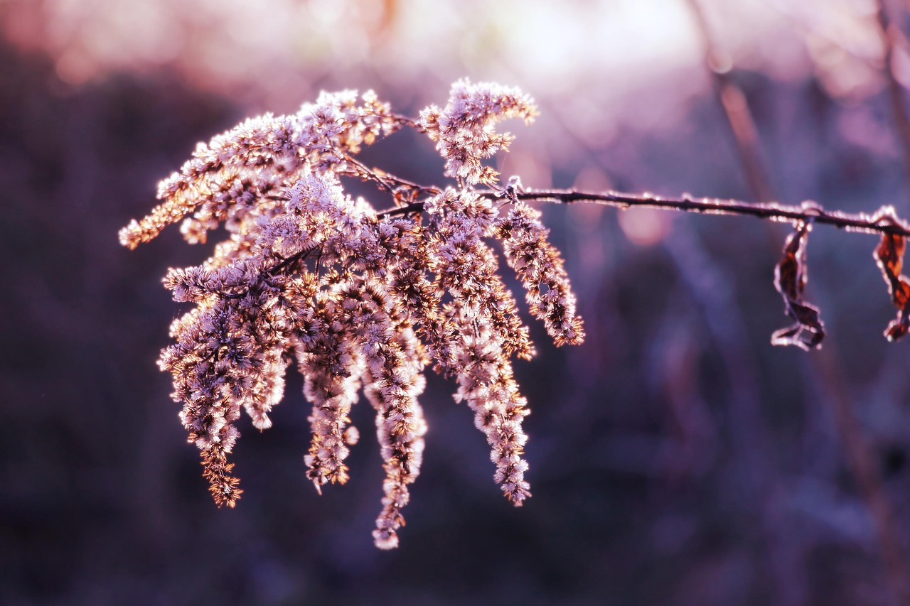 Plant Nature Woods - Free photo on Pixabay - Pixabay