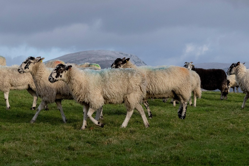Sheep Herd Mammals - Free photo on Pixabay