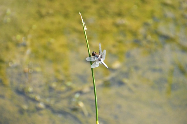 Libelle Insekt Flügel - Kostenloses Foto auf Pixabay - Pixabay