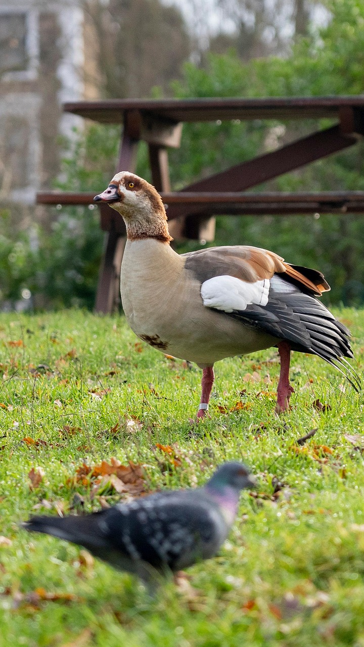 Egyptian Goose Pigeon Large - Free photo on Pixabay - Pixabay