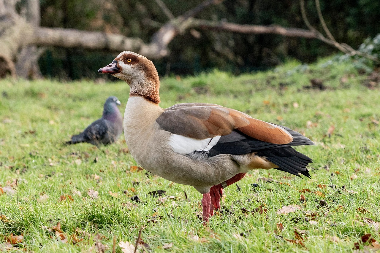Egyptian Goose Pigeon Standing - Free photo on Pixabay - Pixabay