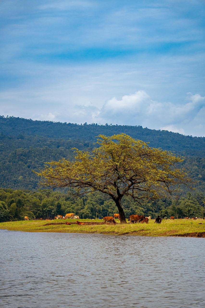 Trees Lake River - Free photo on Pixabay - Pixabay