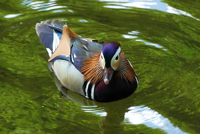 Bird Ornithology Drake - Free photo on Pixabay