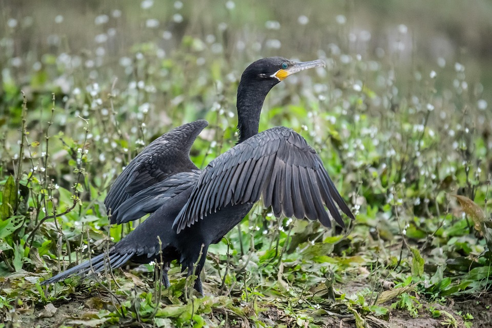 Bird Duck Peak - Free photo on Pixabay