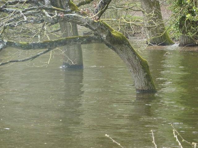 Trees Water Flood - Free photo on Pixabay