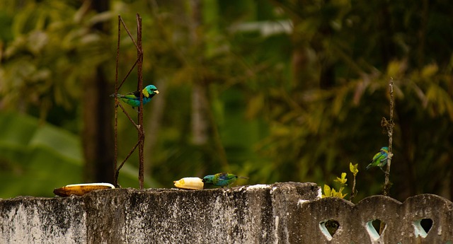 Birdie Animal Nature - Free photo on Pixabay