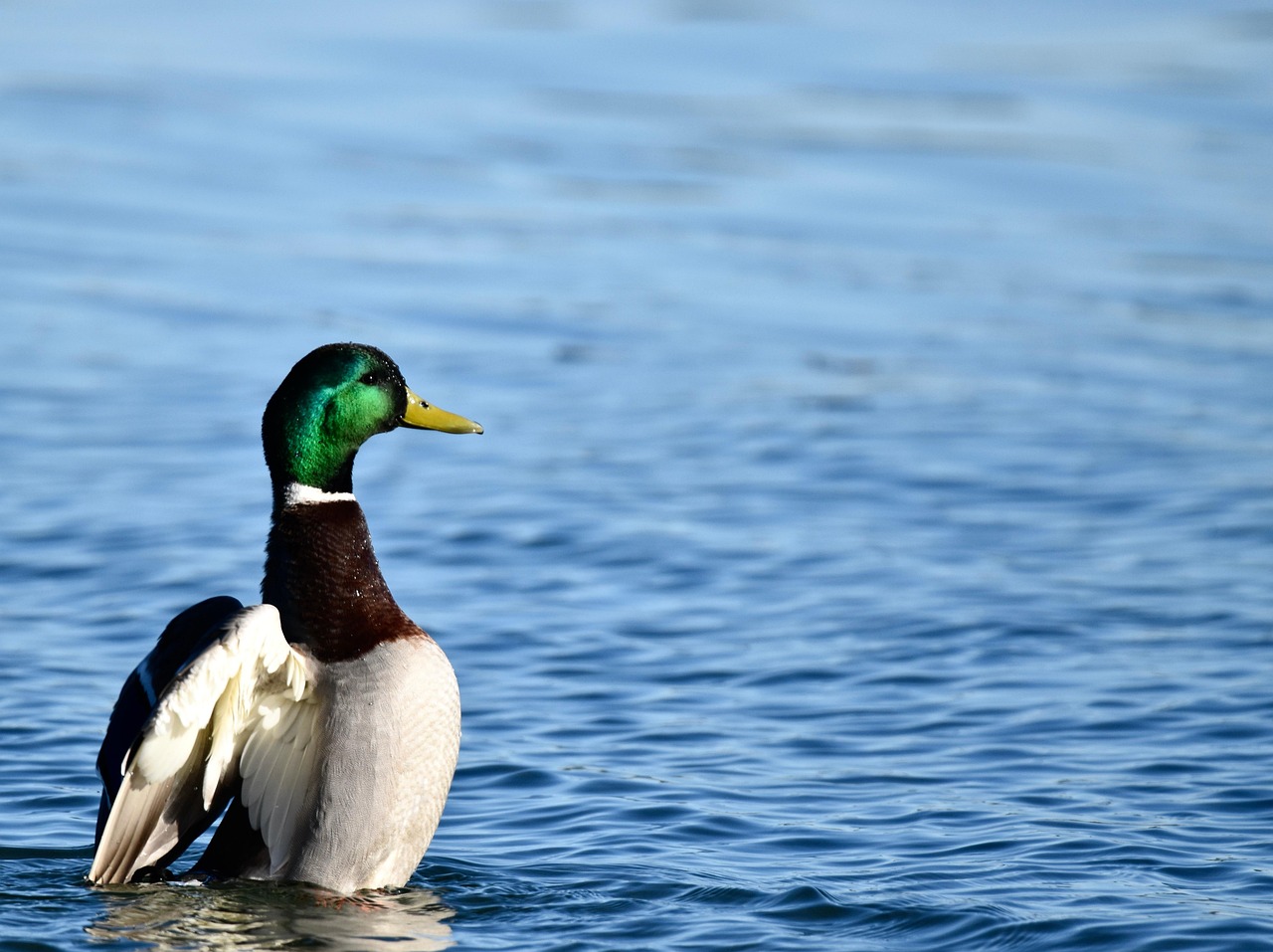 Pato Maine Oceano - Foto gratuita no Pixabay - Pixabay
