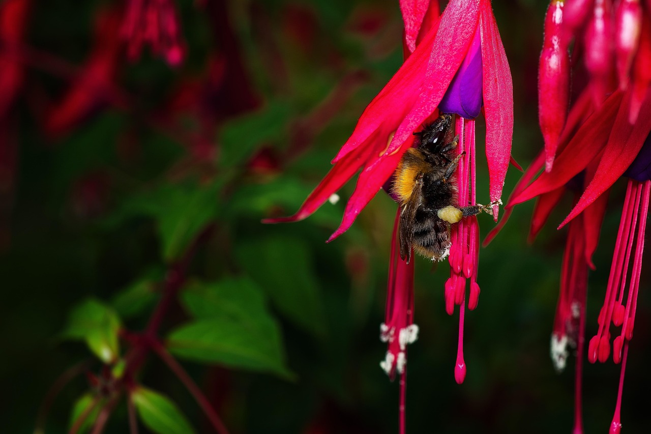 Insect Bee Pollination - Free photo on Pixabay