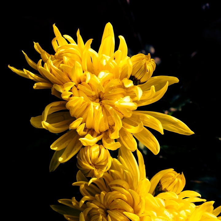 Flowers Chrysanthemum Blossom - Free photo on Pixabay