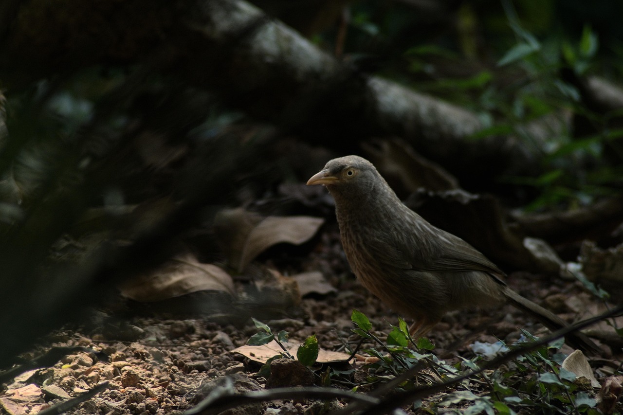 Jungle Babbler Indian - Free photo on Pixabay