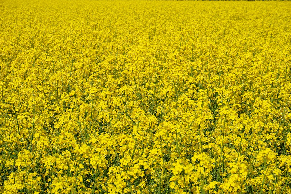 Oilseed Rape Flowers Field Yellow - Free photo on Pixabay