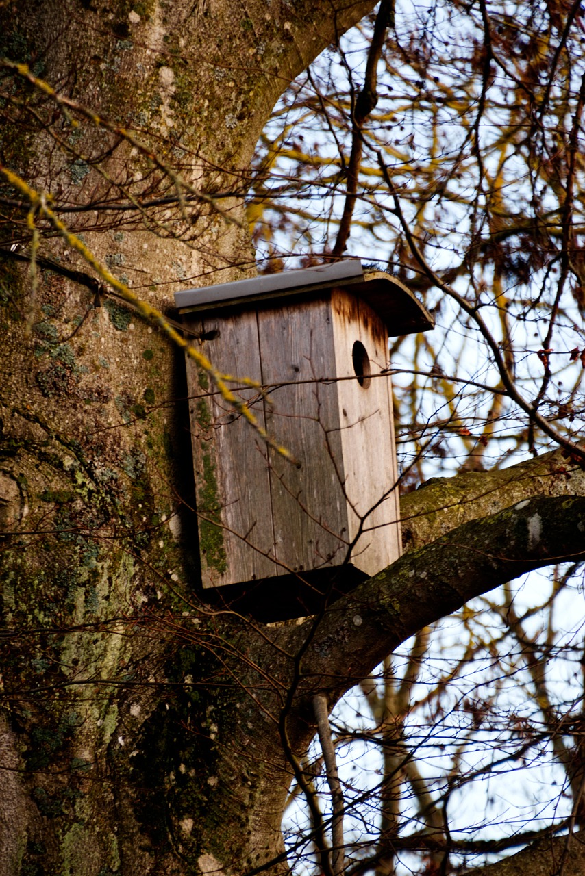 Birdhouse Nest Tree - Free photo on Pixabay