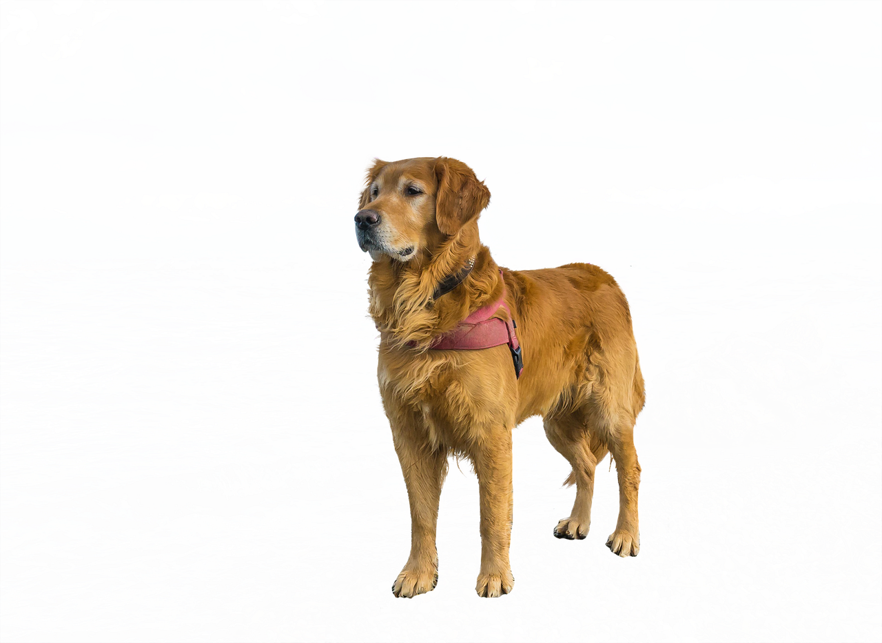 dog-domestic-animal-isolated-free-photo-on-pixabay-pixabay