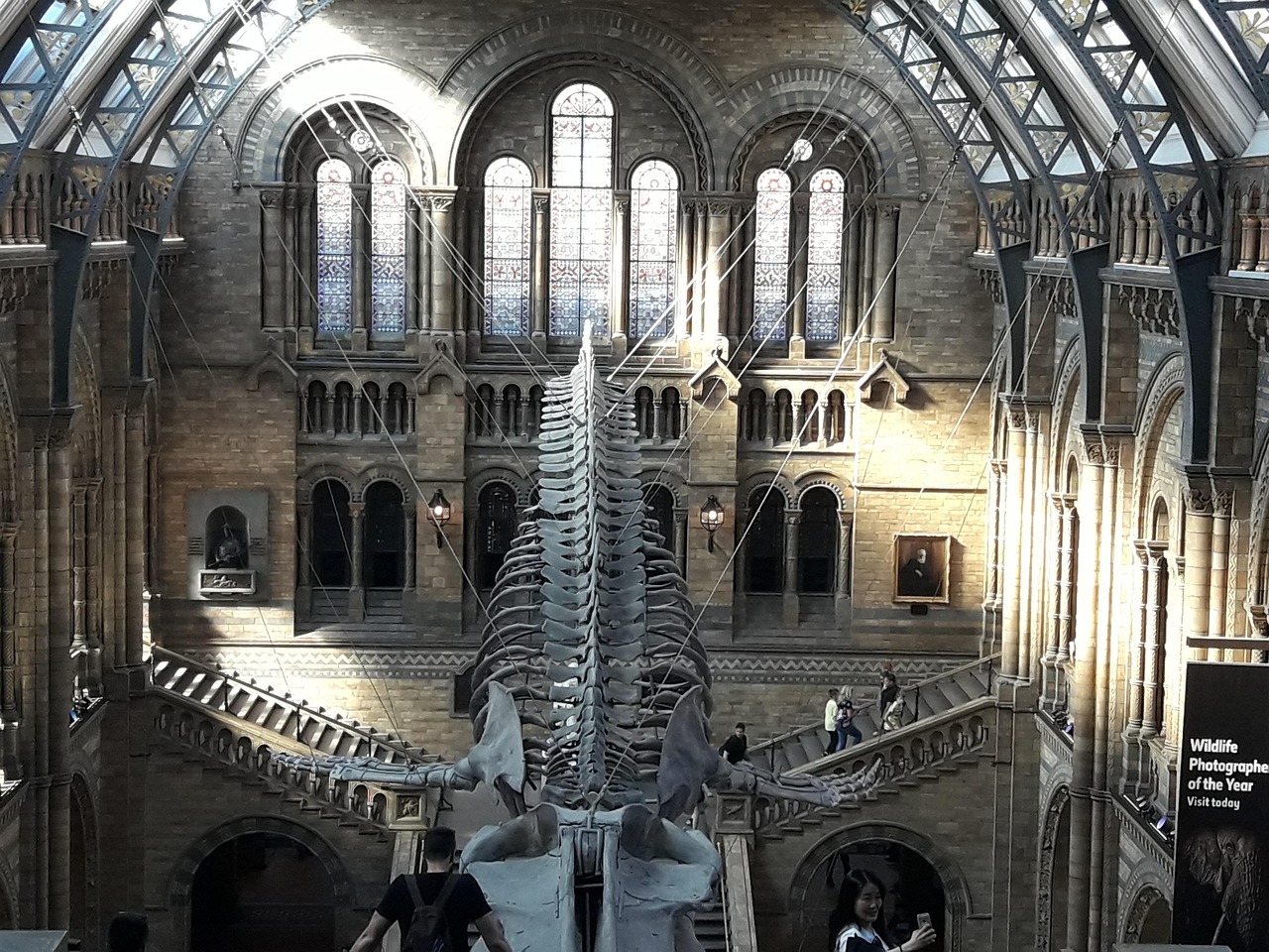 Skeleton Museum - Free photo on Pixabay - Pixabay