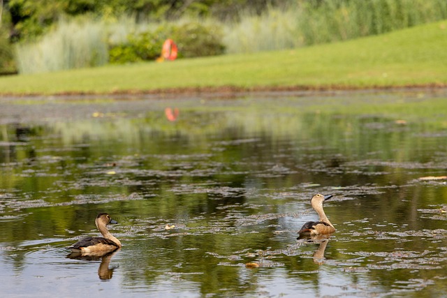 Ducks Lake Botanical Garden - Free photo on Pixabay - Pixabay