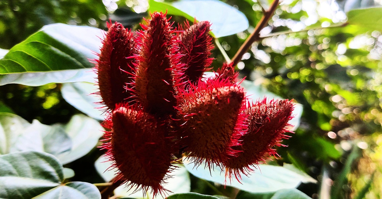Blossom Flora Nature - Free photo on Pixabay - Pixabay