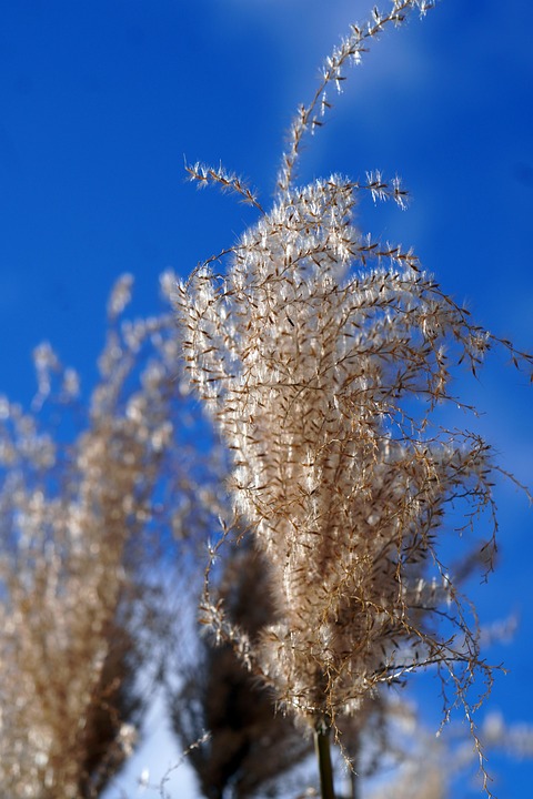 Grass Botany Nature Free Photo On Pixabay