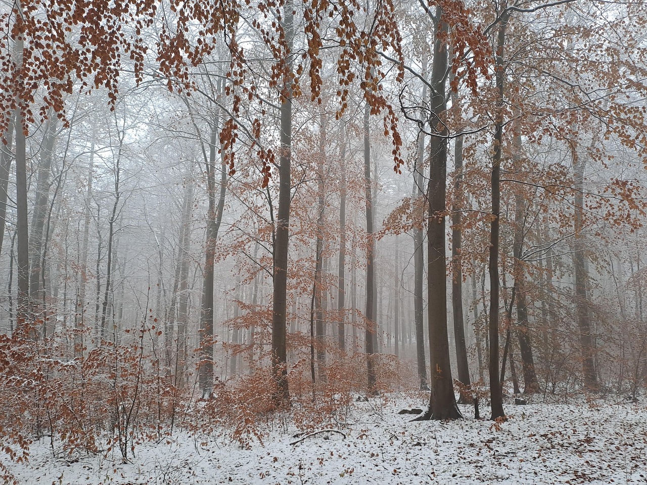 Winter Forest Beech Trees - Free photo on Pixabay - Pixabay