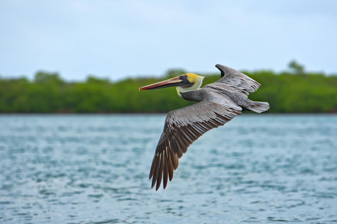 20,000+ Free Brown Pelican & Pelican Images - Pixabay