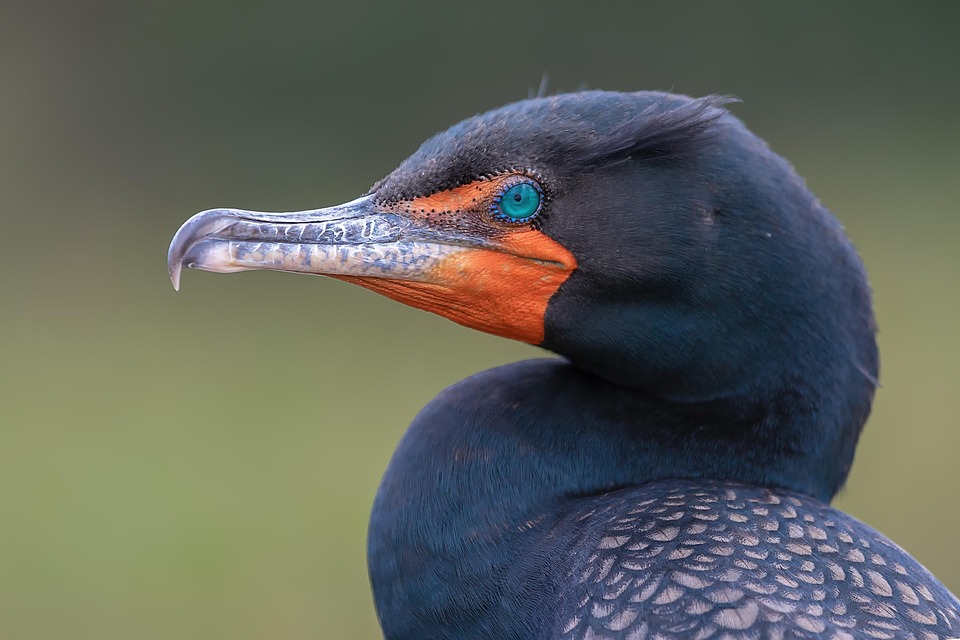 Bird Anhinga Wildlife - Free photo on Pixabay - Pixabay
