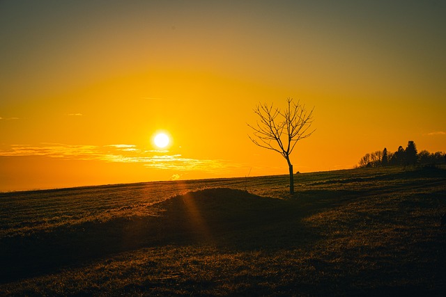 Sunset Tree Landscape - Free photo on Pixabay - Pixabay