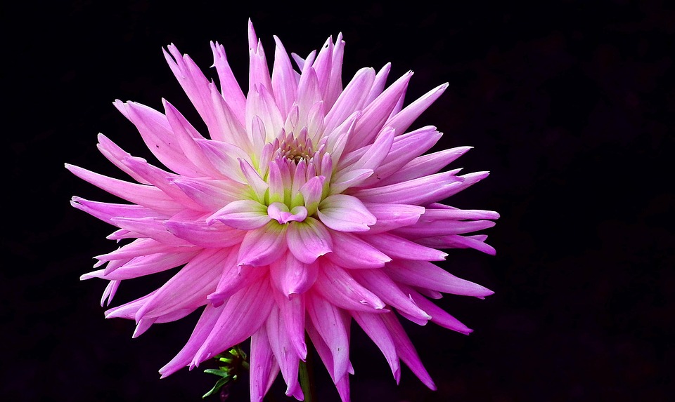Dahlie Blume Pinke - Kostenloses Foto auf Pixabay - Pixabay