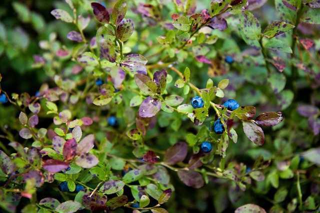 Baga Amoras Fruta - Foto gratuita no Pixabay - Pixabay